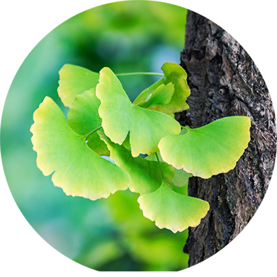 Ingredientes Essentialis: Ginkgo biloba | Essentialis